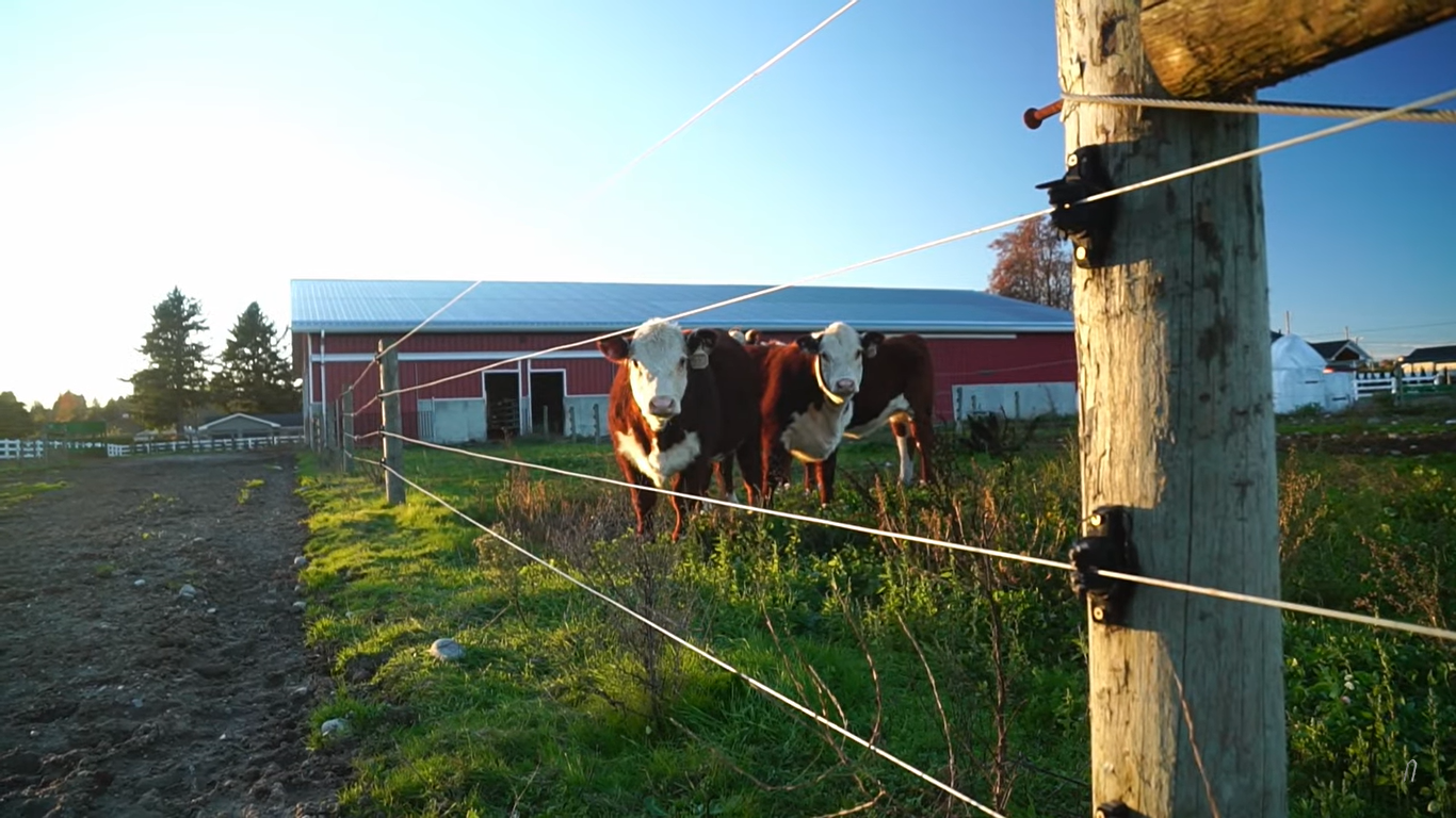 Electric Fencing 101 – FenceFast Ltd.