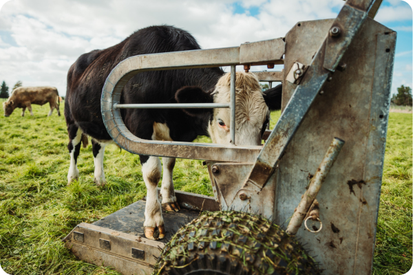 Auto Weigher Livestock System – FenceFast Ltd.