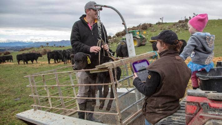 Gallagher Hanging 'S' Load Cell, 1100 lb capacity – FenceFast Ltd.