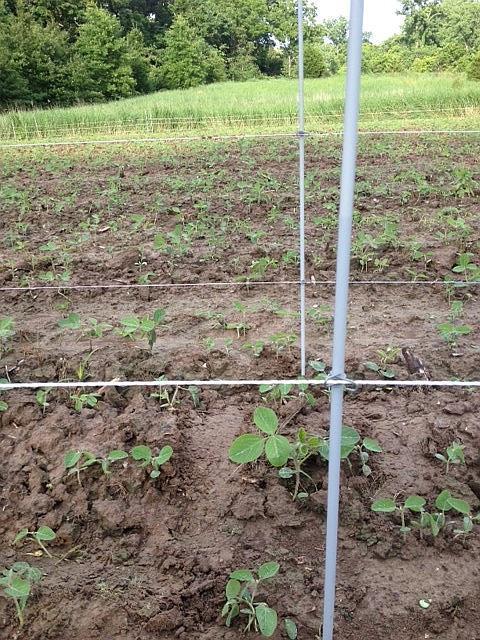 Gallagher Fiberglass Post 59" long 10mm diameter – FenceFast Ltd.